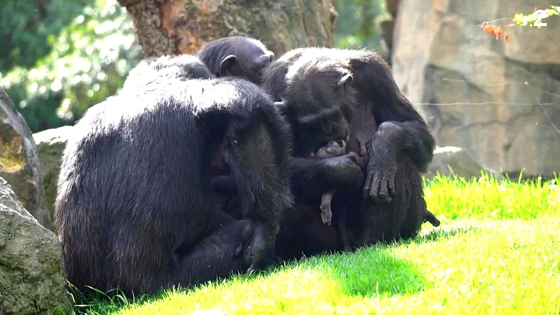 Sørgende sjimpanse-mamma sjokkerer