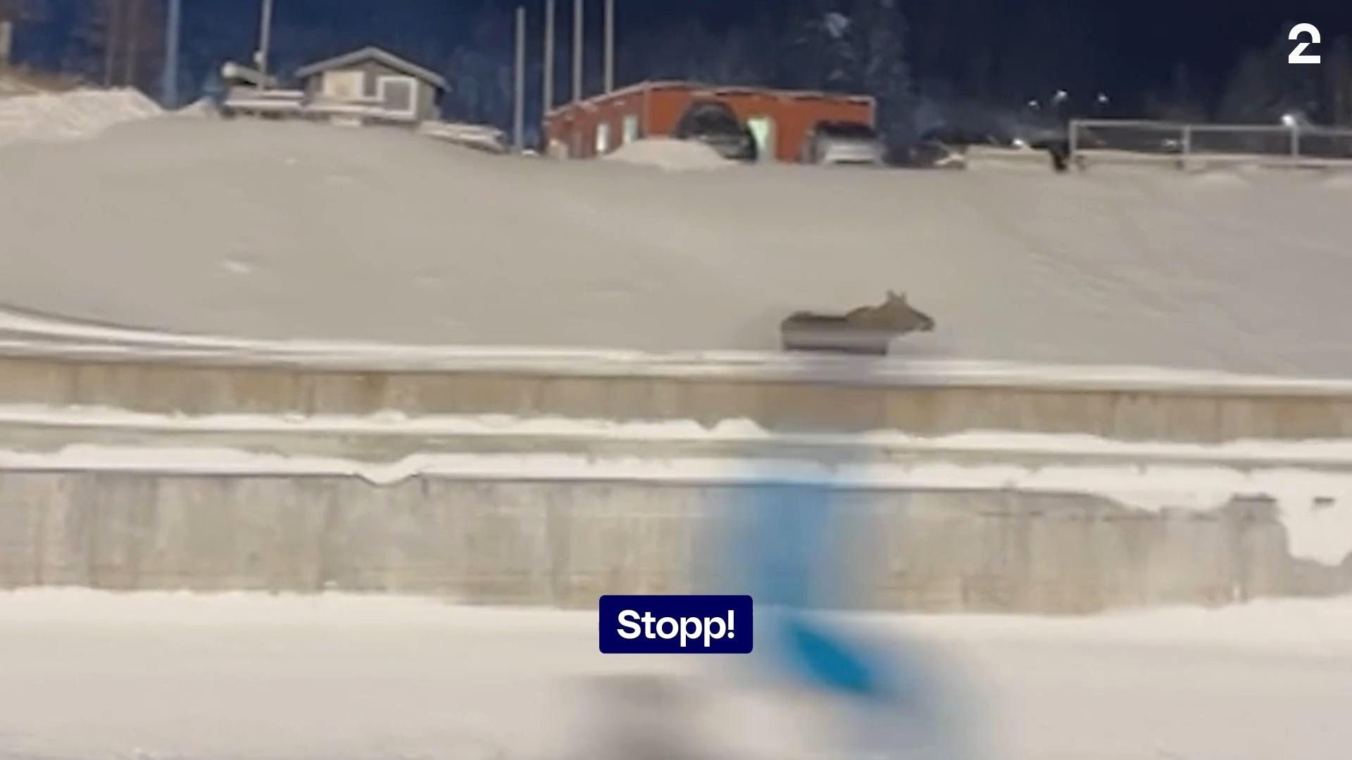 Elg-drama: – Begynte å skrike