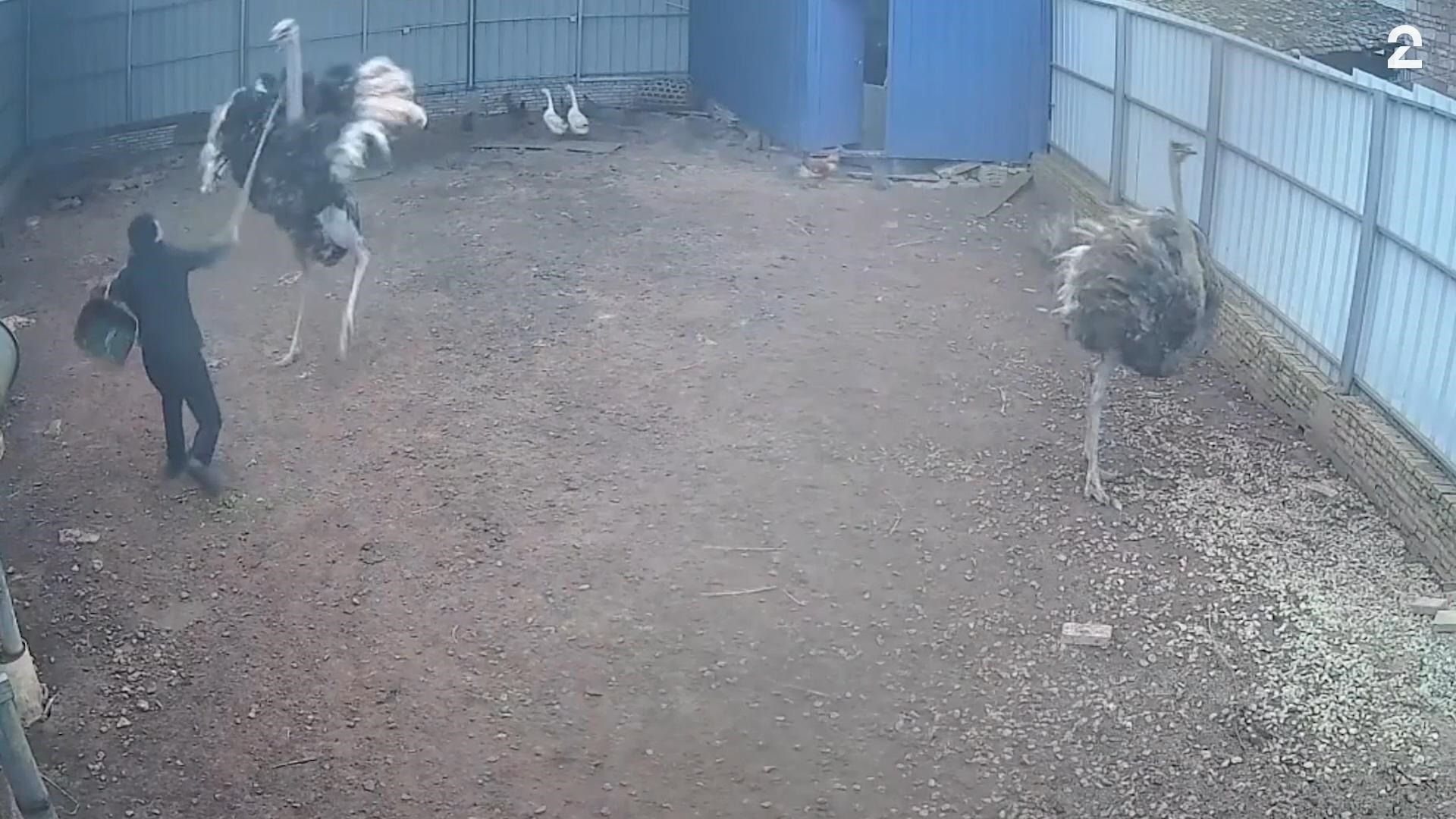 Angripes av illsint struts