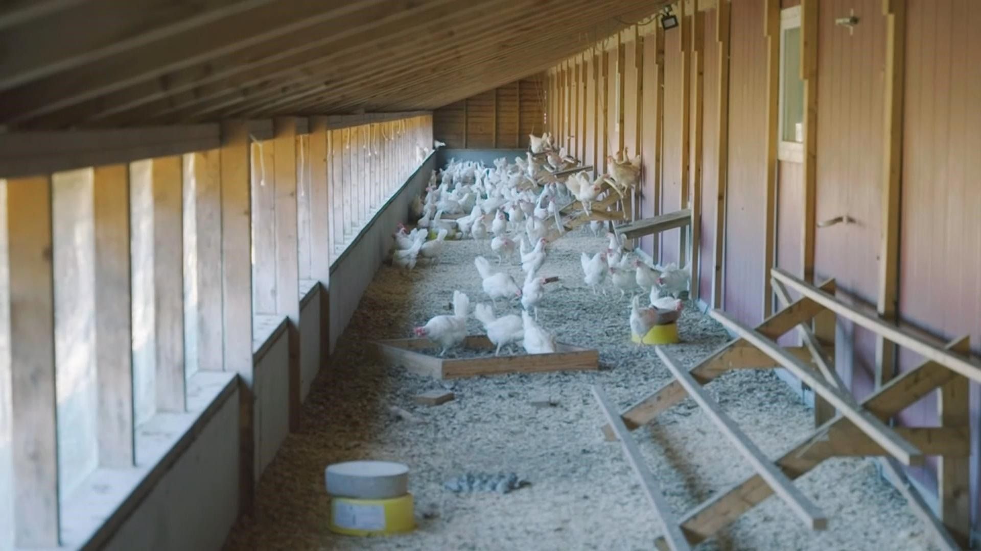 Disse hønene har egen vinterhage