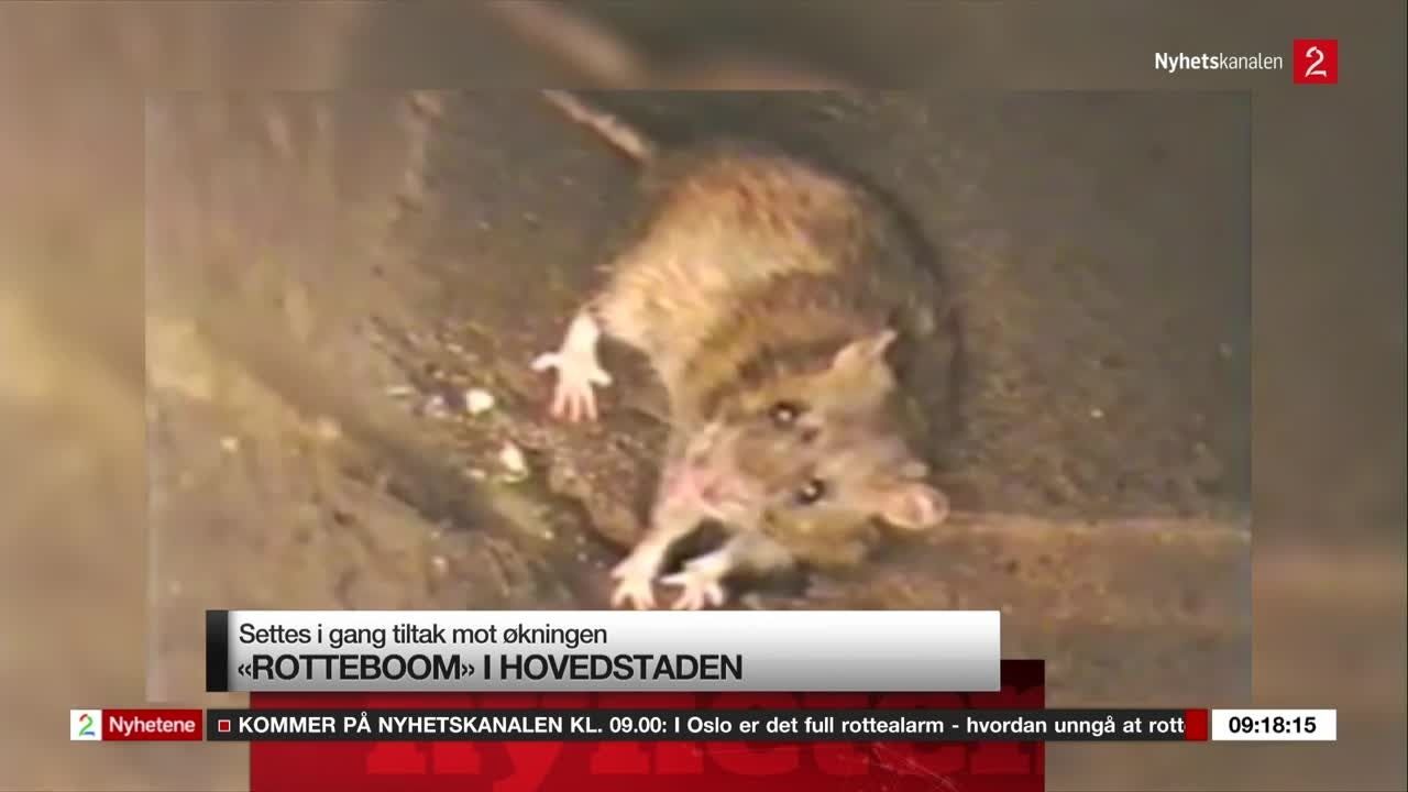 Dette gjør du om du får en rotte i doskåla