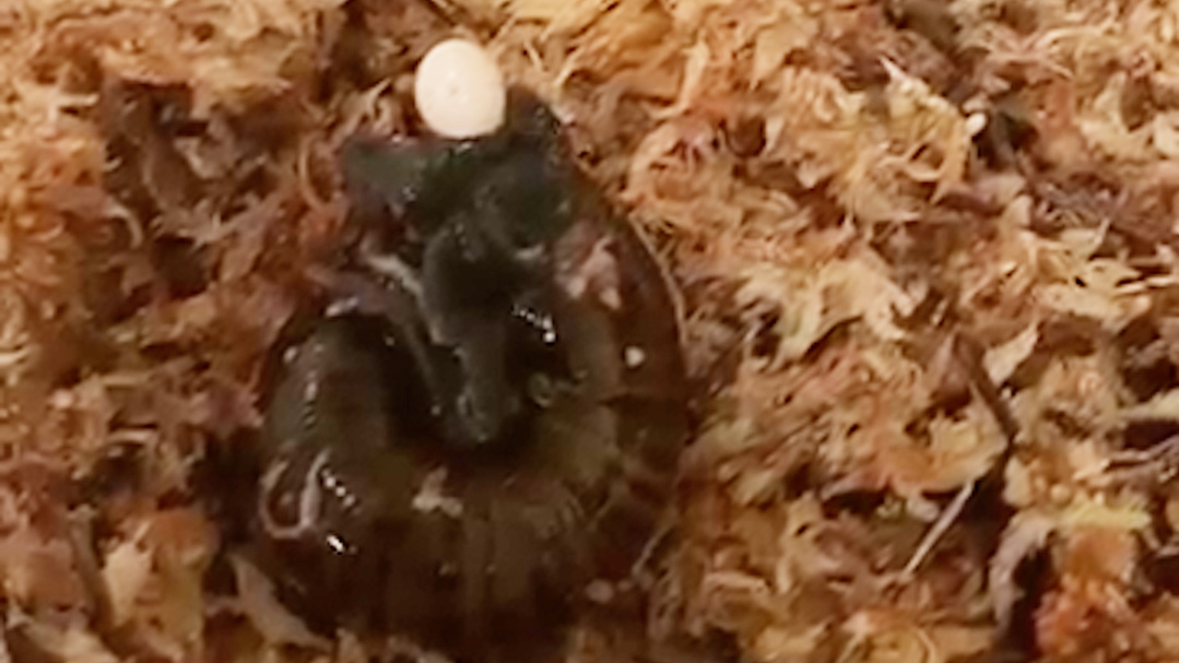 Slik har du aldri sett en snegle