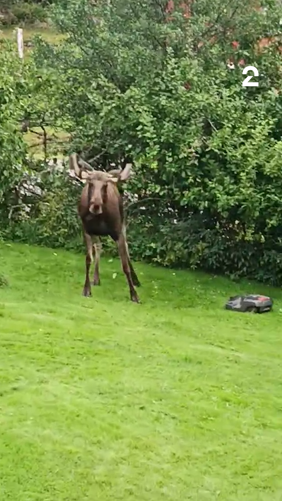 Elgen går til angrep
