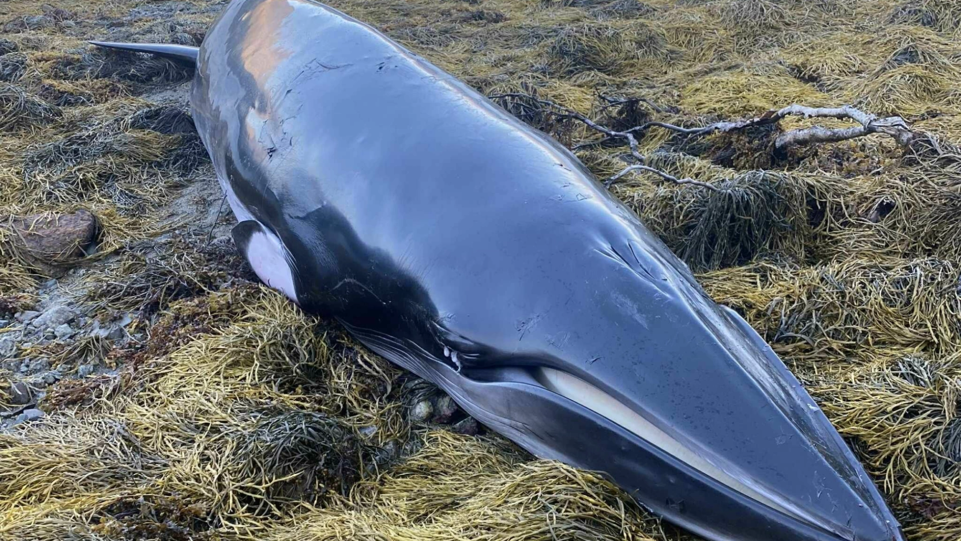 Rune fant strandet hval