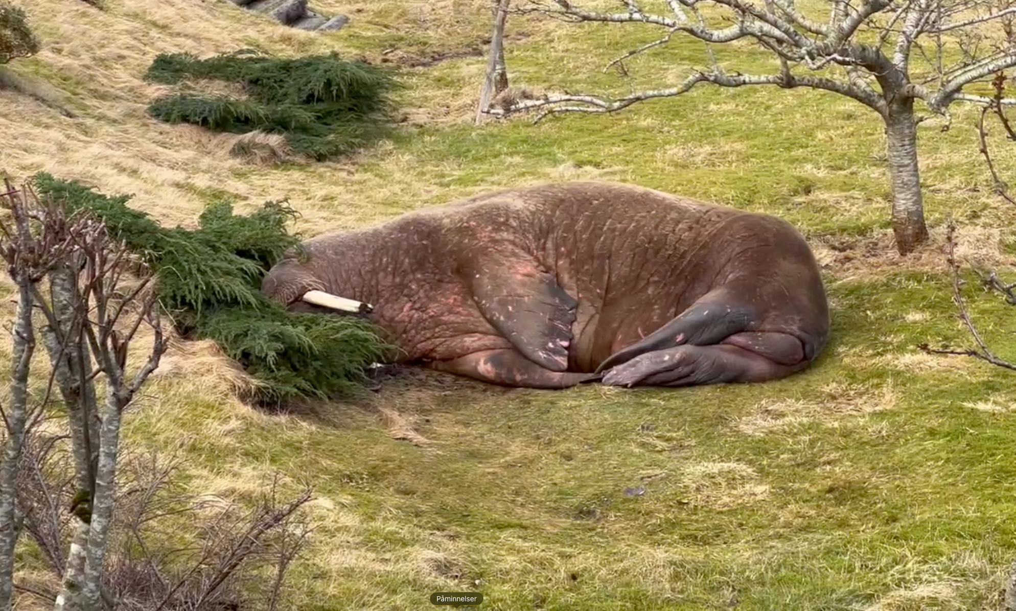 Dukket opp i hage på Sotra